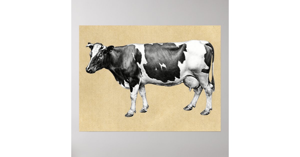 Dairy Cow Poster | Zazzle
