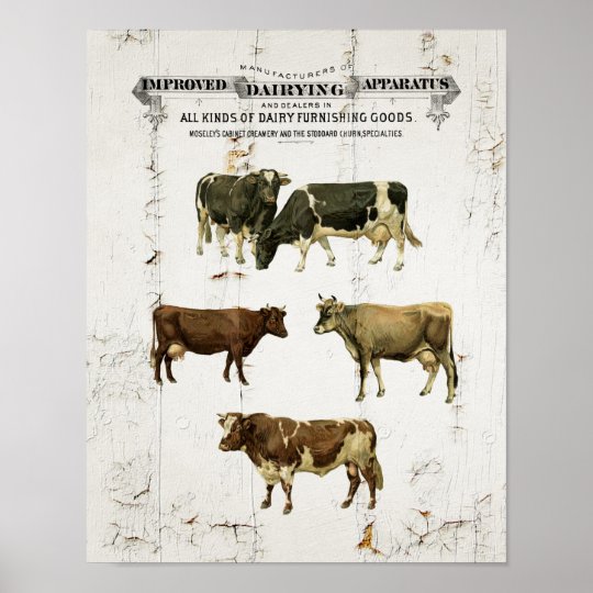 Dairy Cow Vintage Style Old Rustic Cows Poster | Zazzle.com