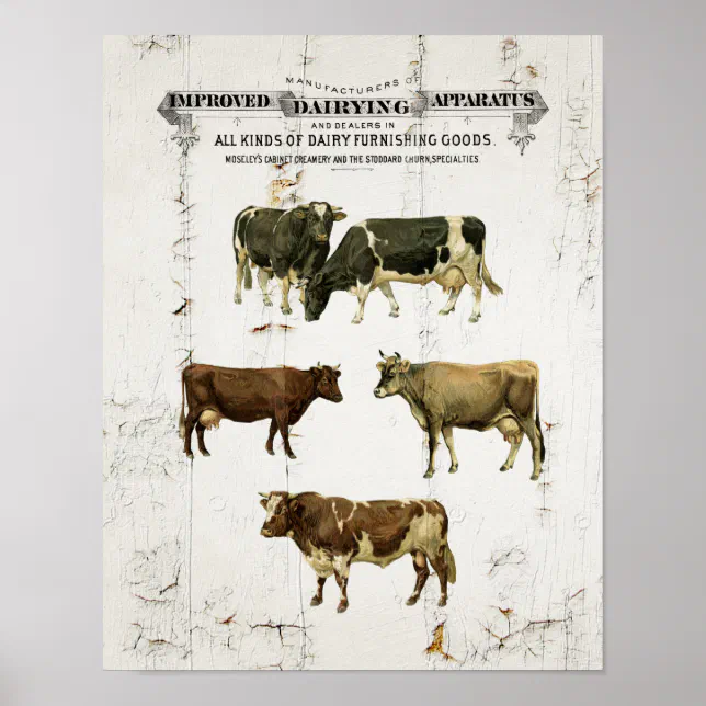 Dairy Cow Vintage Style Old Rustic Cows Poster | Zazzle