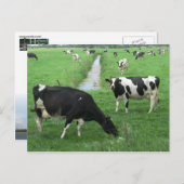 Dairy Cows Postcard | Zazzle