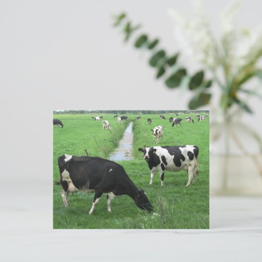 Dairy Cows Postcard | Zazzle