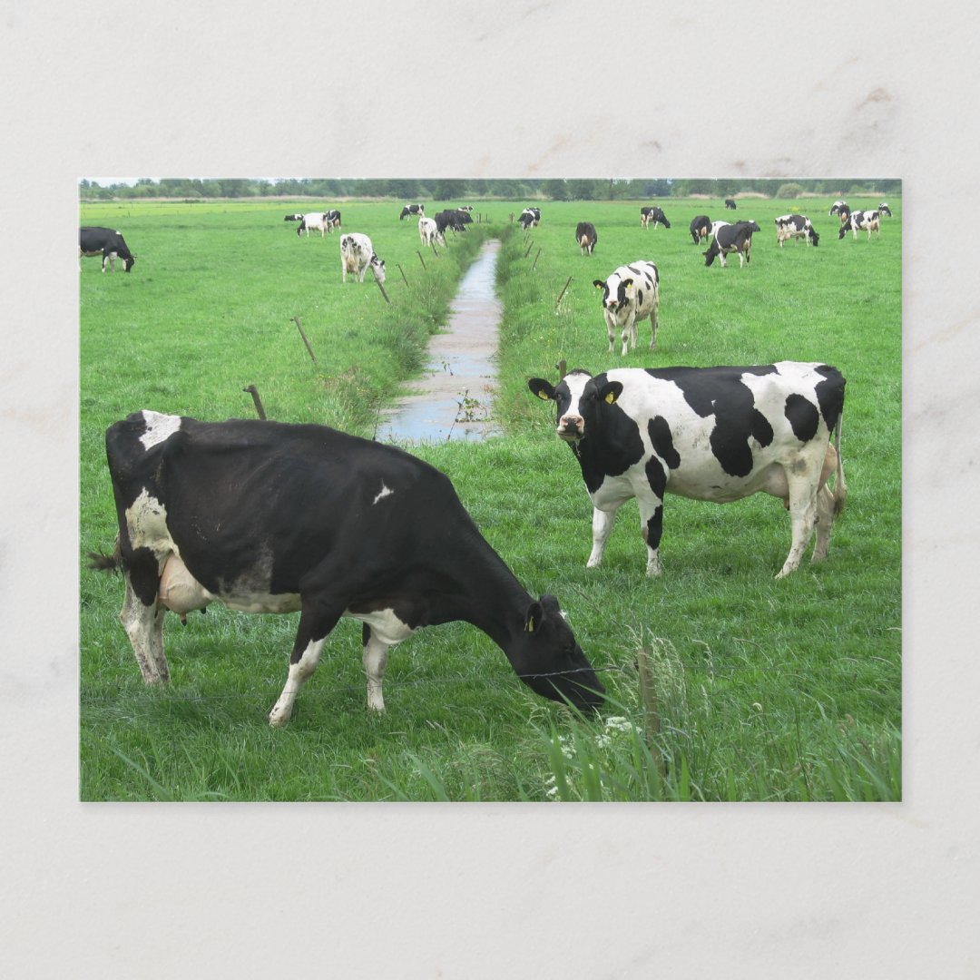 Dairy Cows Postcard | Zazzle