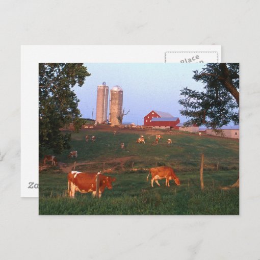 Dairy Farm Postcard | Zazzle