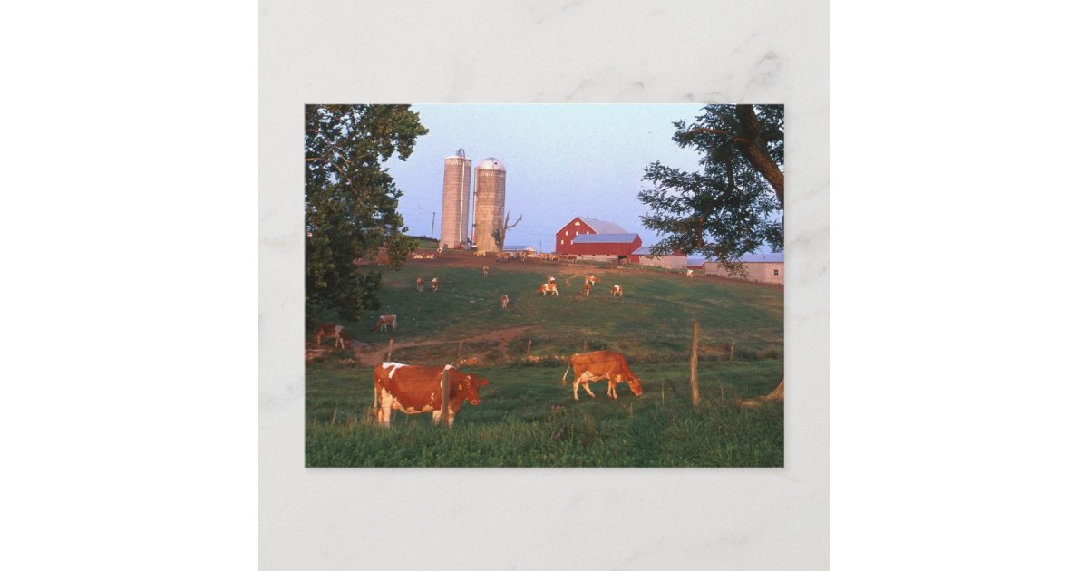 Dairy Farm Postcard | Zazzle