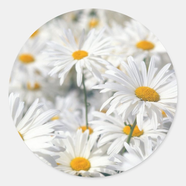 Daisy Classic Round Sticker | Zazzle