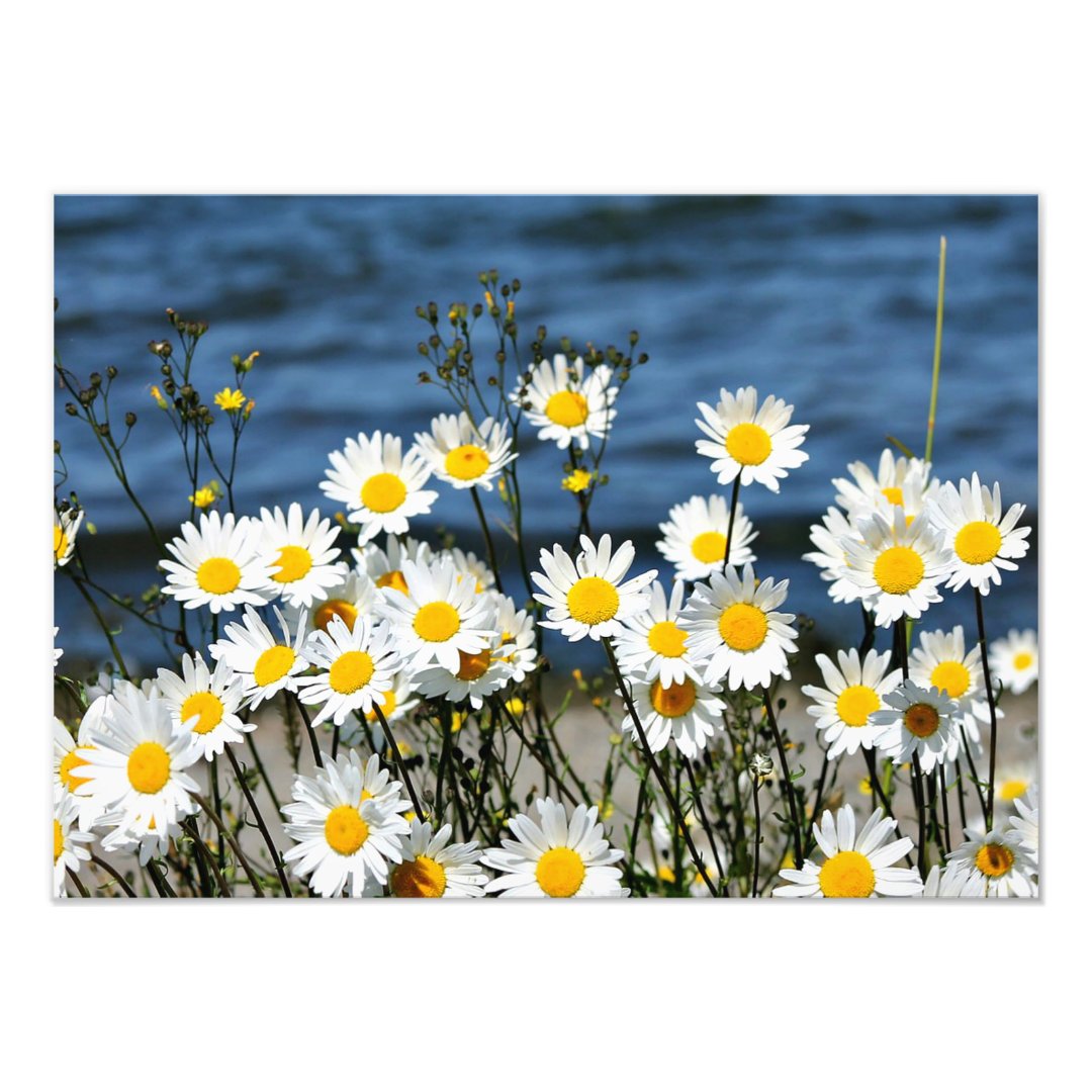 Daisy-Daisy Photo Print | Zazzle