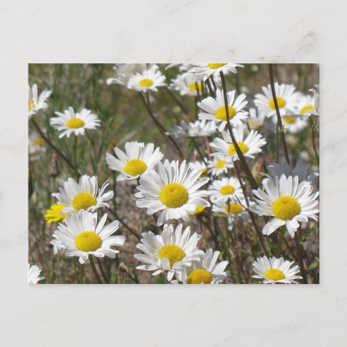 Daisy Field Postcard | Zazzle.com