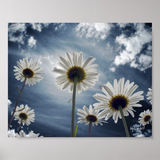 Daisy Field Poster | Zazzle.com
