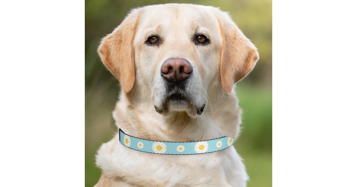 Daisy Flower Pattern Pet Collar | Zazzle