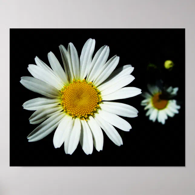 Daisy Flower Poster | Zazzle