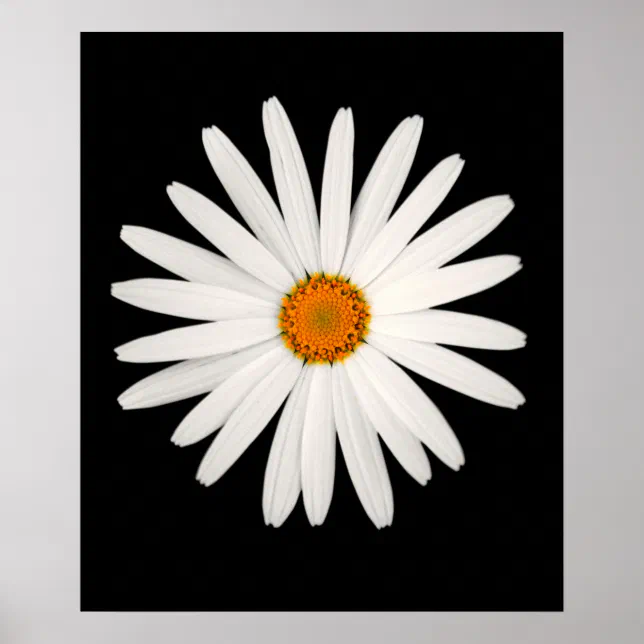 Daisy flower poster | Zazzle