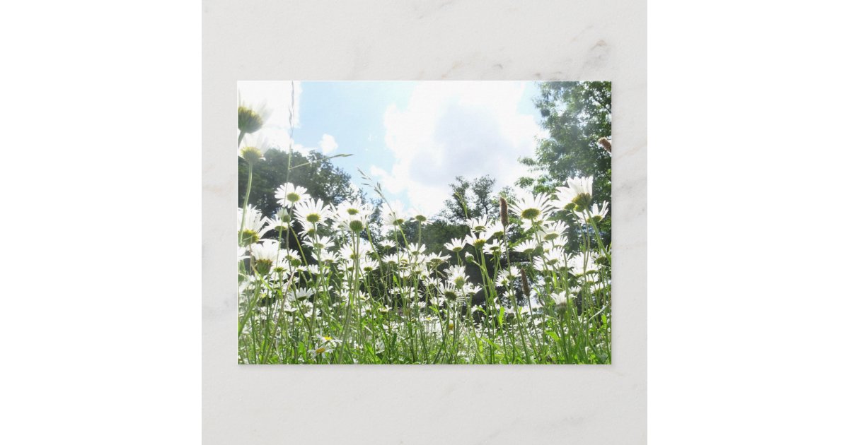 Daisy Flowers DIY Postcard | Zazzle