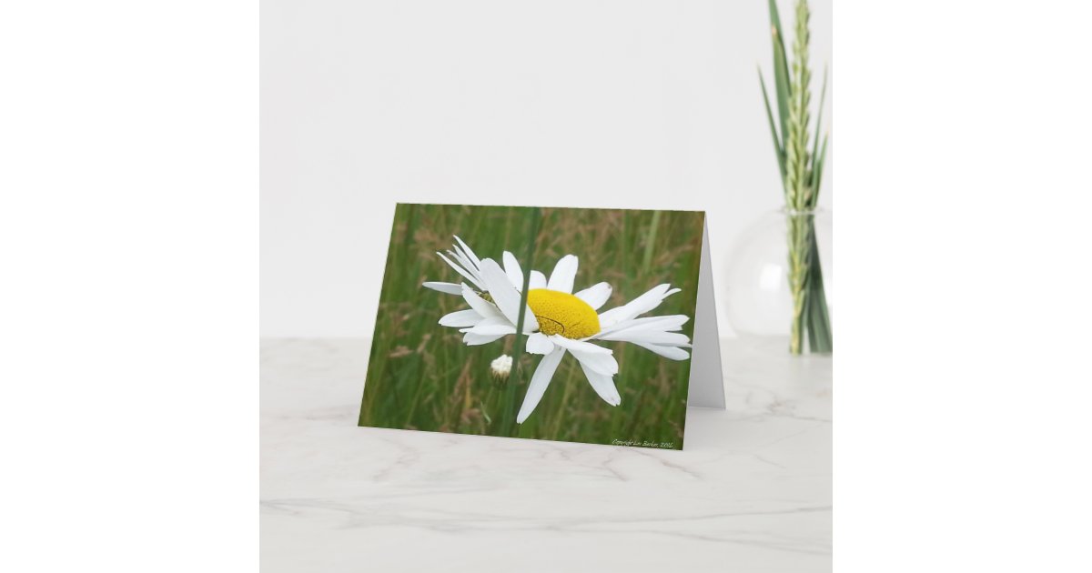 Daisy - Folded Blank Greeting Card | Zazzle