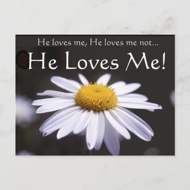 Daisy on Black Background Postcard | Zazzle