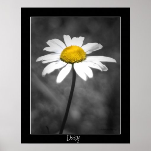 Daisy Poster | Zazzle