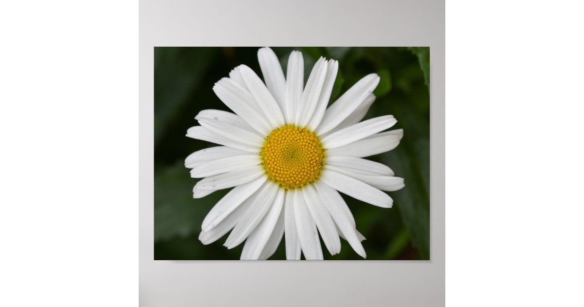 Daisy poster | Zazzle