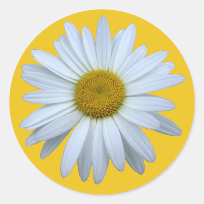 daisy sticker | Zazzle.com