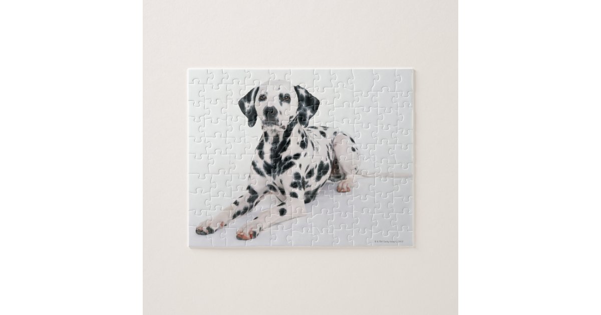 Dalmatian 4 jigsaw puzzle | Zazzle