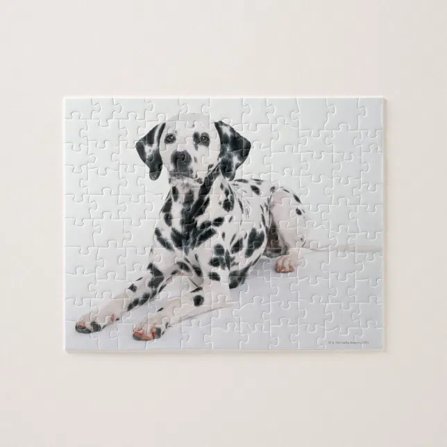 Dalmatian 4 jigsaw puzzle | Zazzle