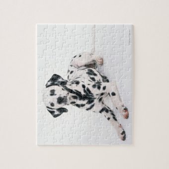 Dalmatian 4 jigsaw puzzle | Zazzle