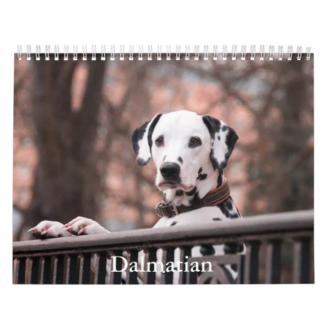 Dalmatian Dog Calendar | Zazzle