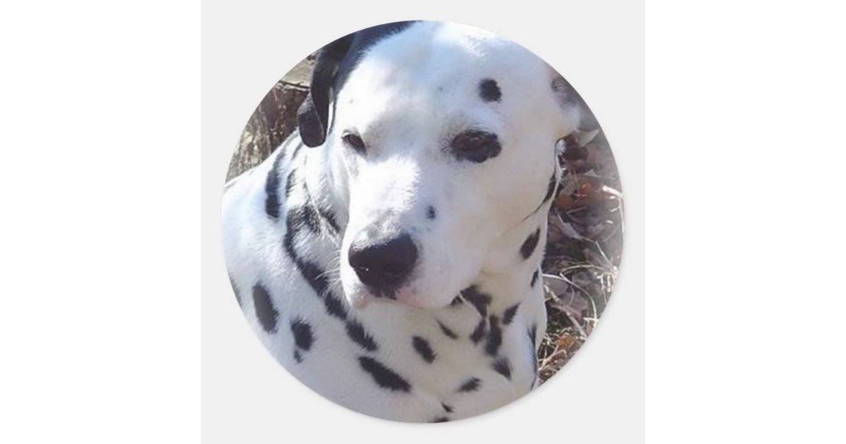 Dalmatian Fire Dog Sticker | Zazzle