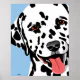 Dalmatian Posters | Zazzle