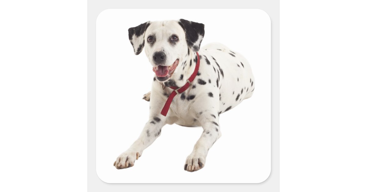 Dalmatian Puppy Dog Greeting Stickers / Labels | Zazzle