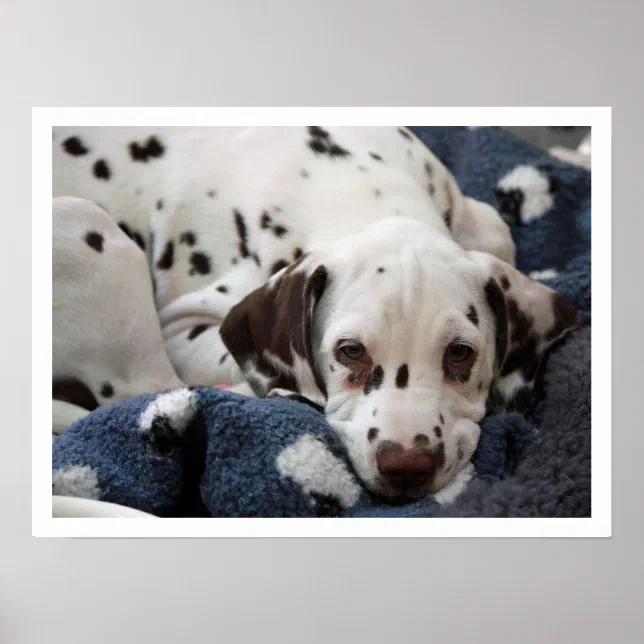 Dalmatian Puppy Poster | Zazzle