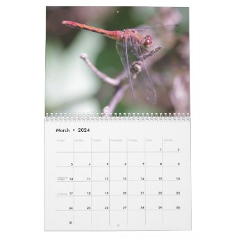 Damselflies and Dragonflies Calendar | Zazzle
