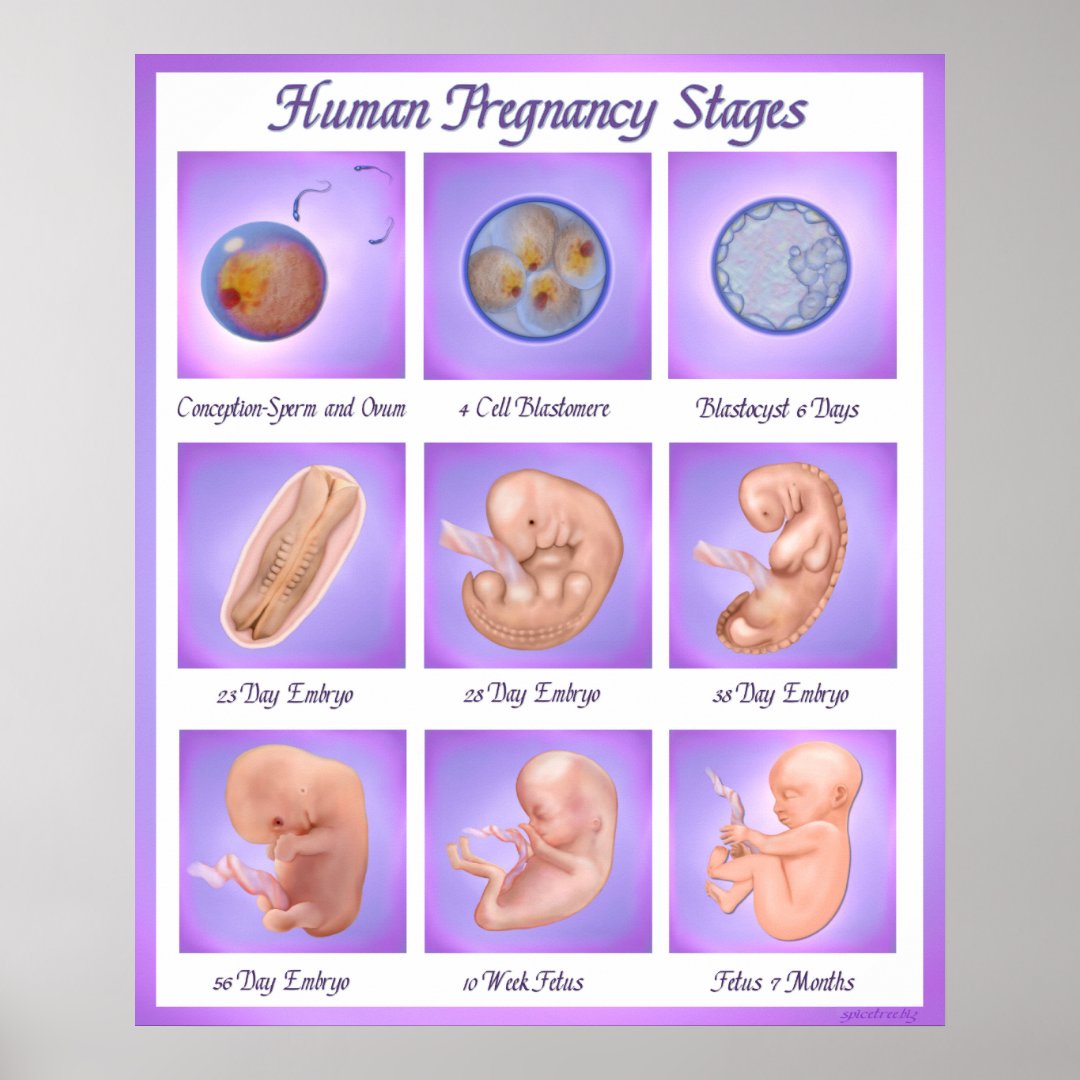 Dance of Life Poster | Zazzle