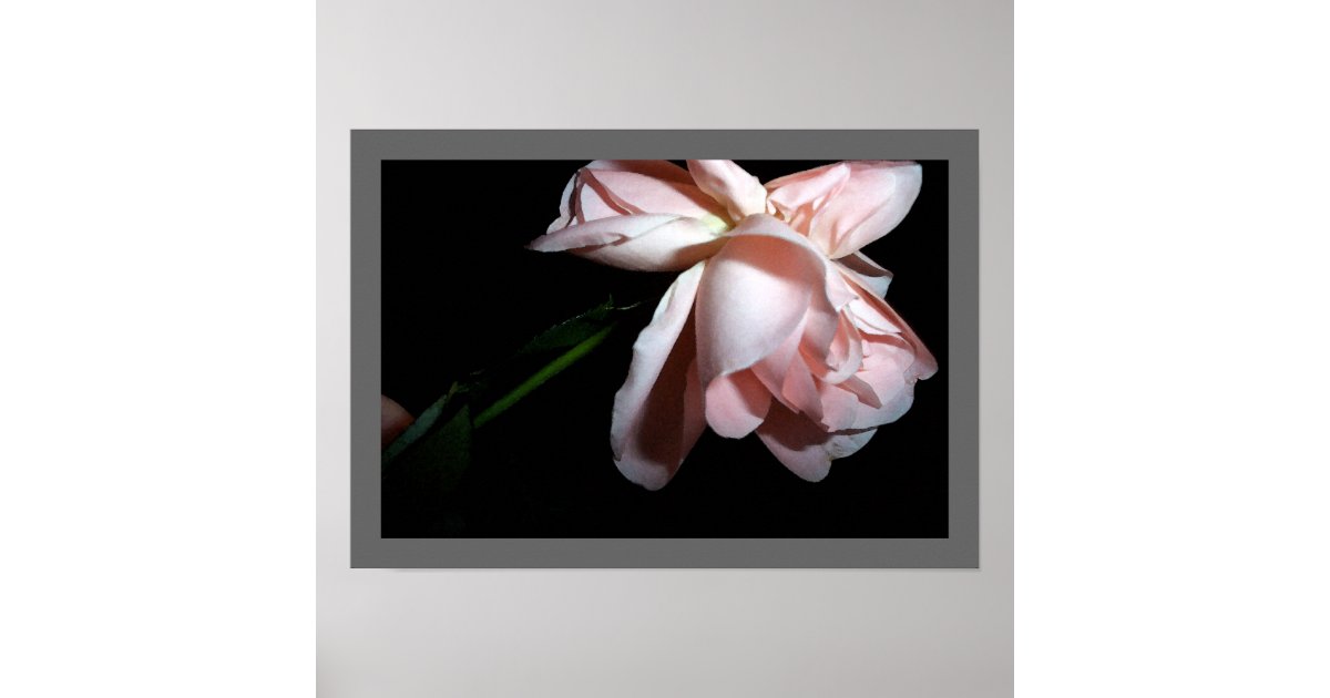 Dancing Rose Poster | Zazzle