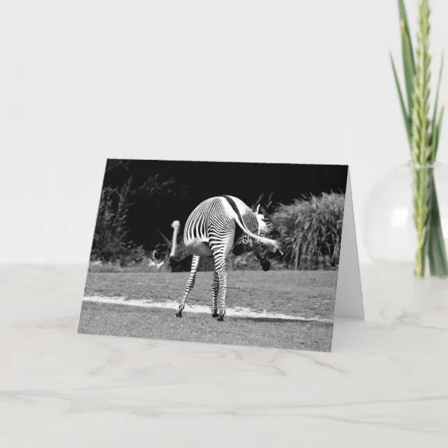 Dancing Zebra Birthday Card | Zazzle