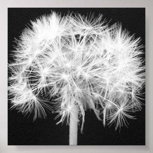 Dandelion Canvas Print | Zazzle