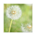 Dandelion Canvas Print | Zazzle