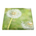 Dandelion Canvas Print | Zazzle
