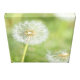 Dandelion Canvas Print | Zazzle