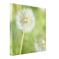 Dandelion Canvas Print | Zazzle