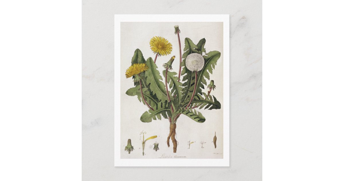 Dandelion (colour engraving) postcard | Zazzle