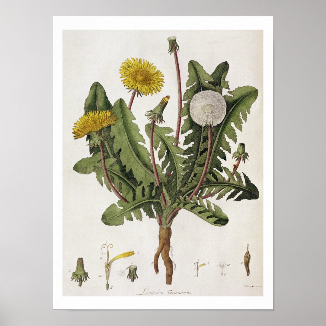 Dandelion (colour engraving) poster | Zazzle
