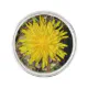 Dandelion Pin | Zazzle