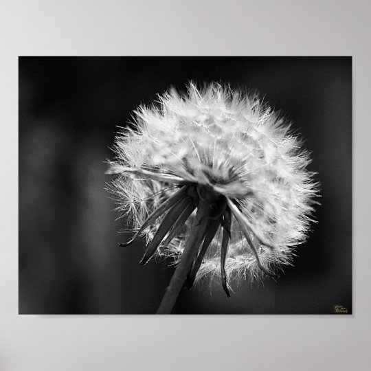 Dandelion Poster | Zazzle.com