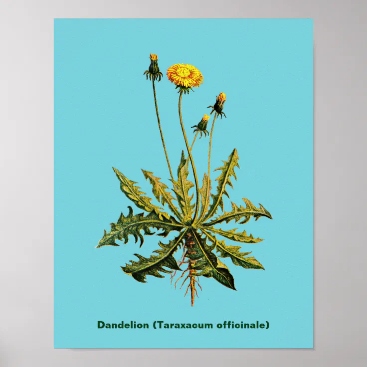 Dandelion Poster | Zazzle