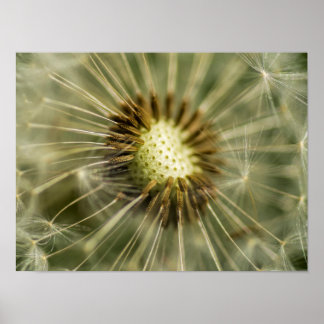 Dandelion Art & Framed Artwork | Zazzle