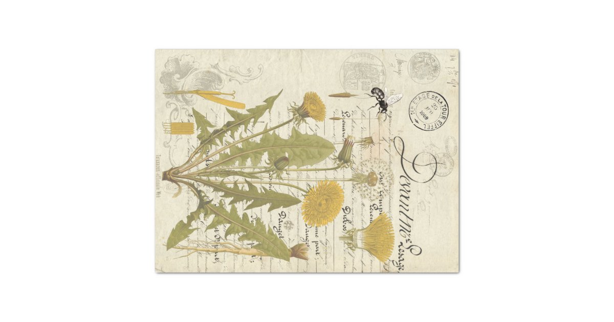 Dandelion Script Decoupage Tissue Sheets Tissue Paper | Zazzle