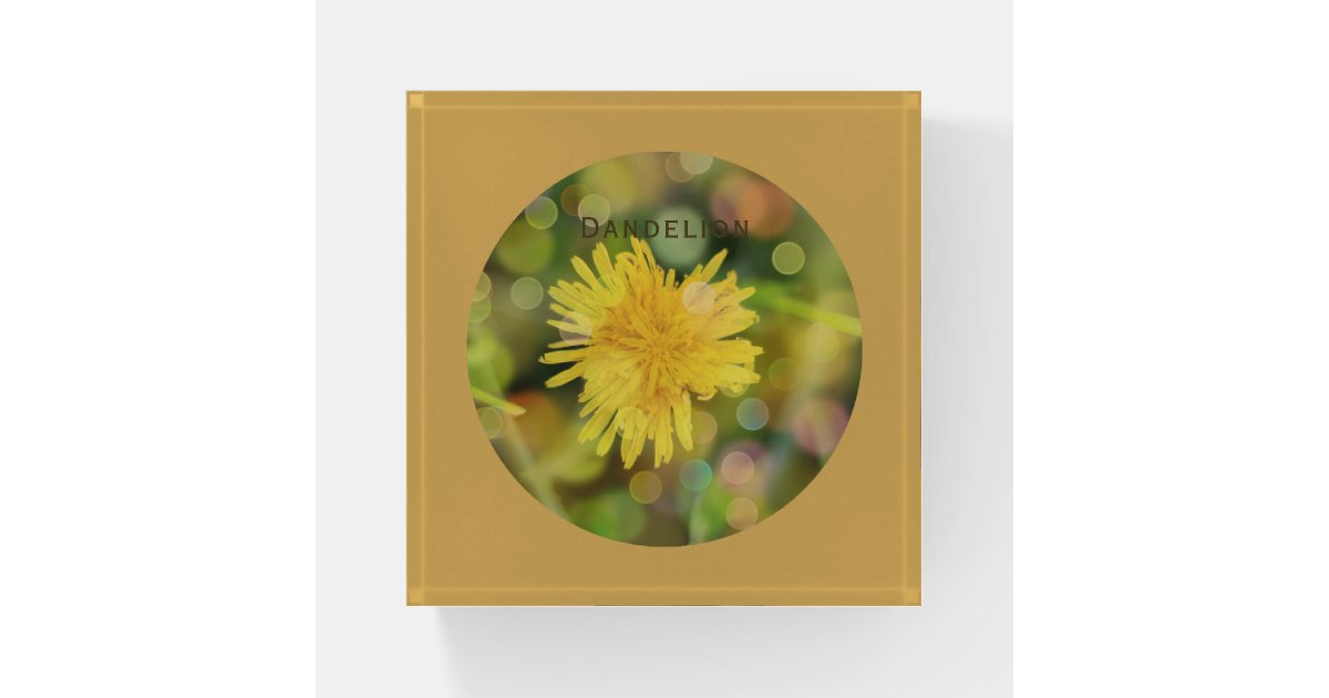 Dandelion with Colorful Bokeh Indian Yellow Floral Paperweight | Zazzle
