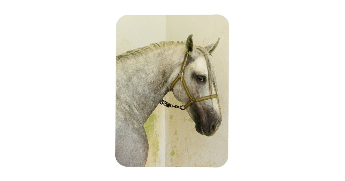 Dapple Gray Andalusian Horse Magnet | Zazzle