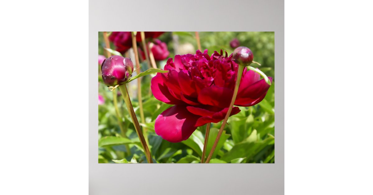 Dark Maroon velvet peonies Poster | Zazzle