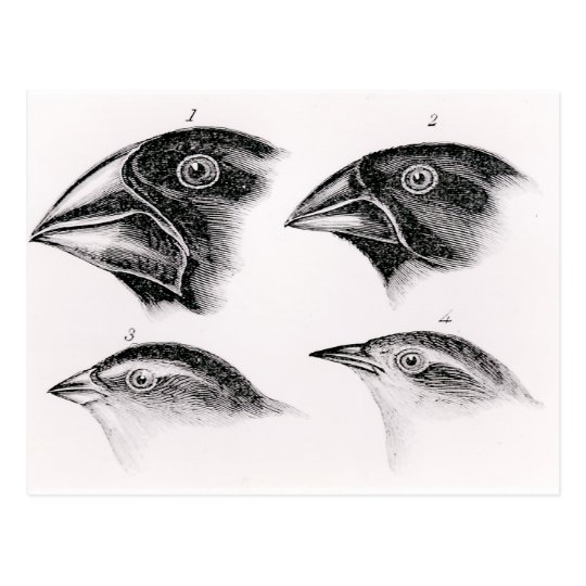 Darwin's bird observations postcard | Zazzle.com