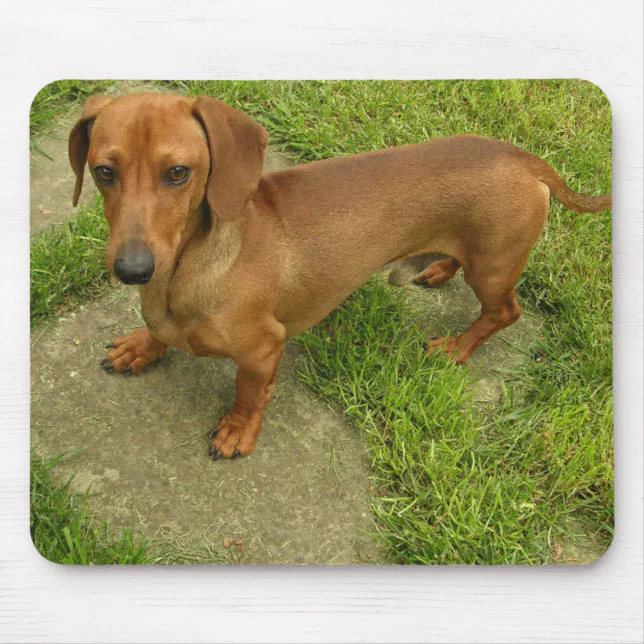 Daschund Mousepad | Zazzle